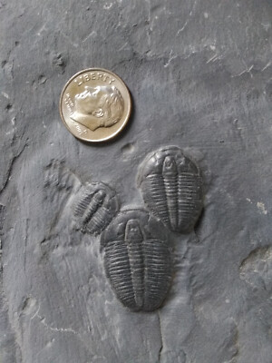 LOT: FOUR Specimens with MULTIPLE TRILOBITES Fossils On Each, Utah. See ...