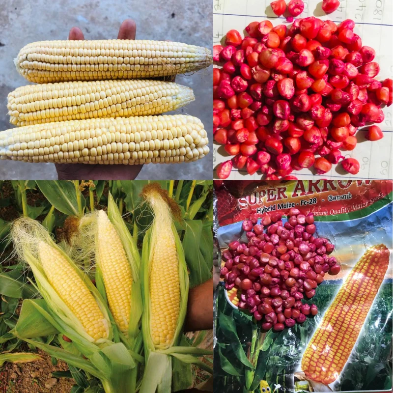 Super Sweet Corn Varieties