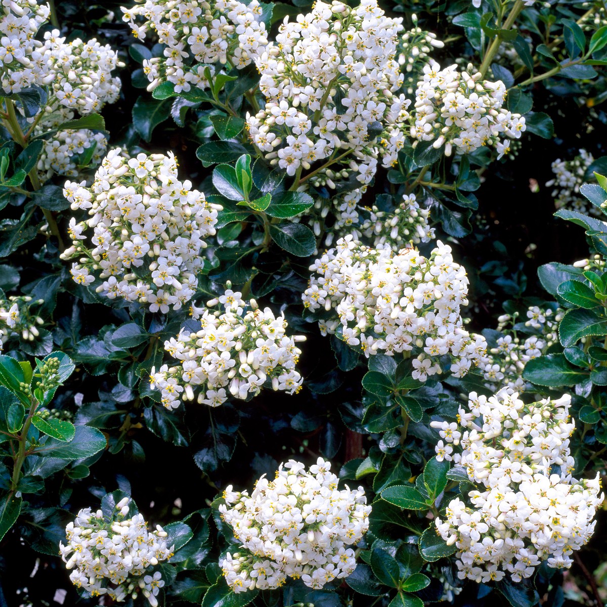 Evergreen Bushes And Shrubs 25 Easy Evergreen Shrubs To Use As