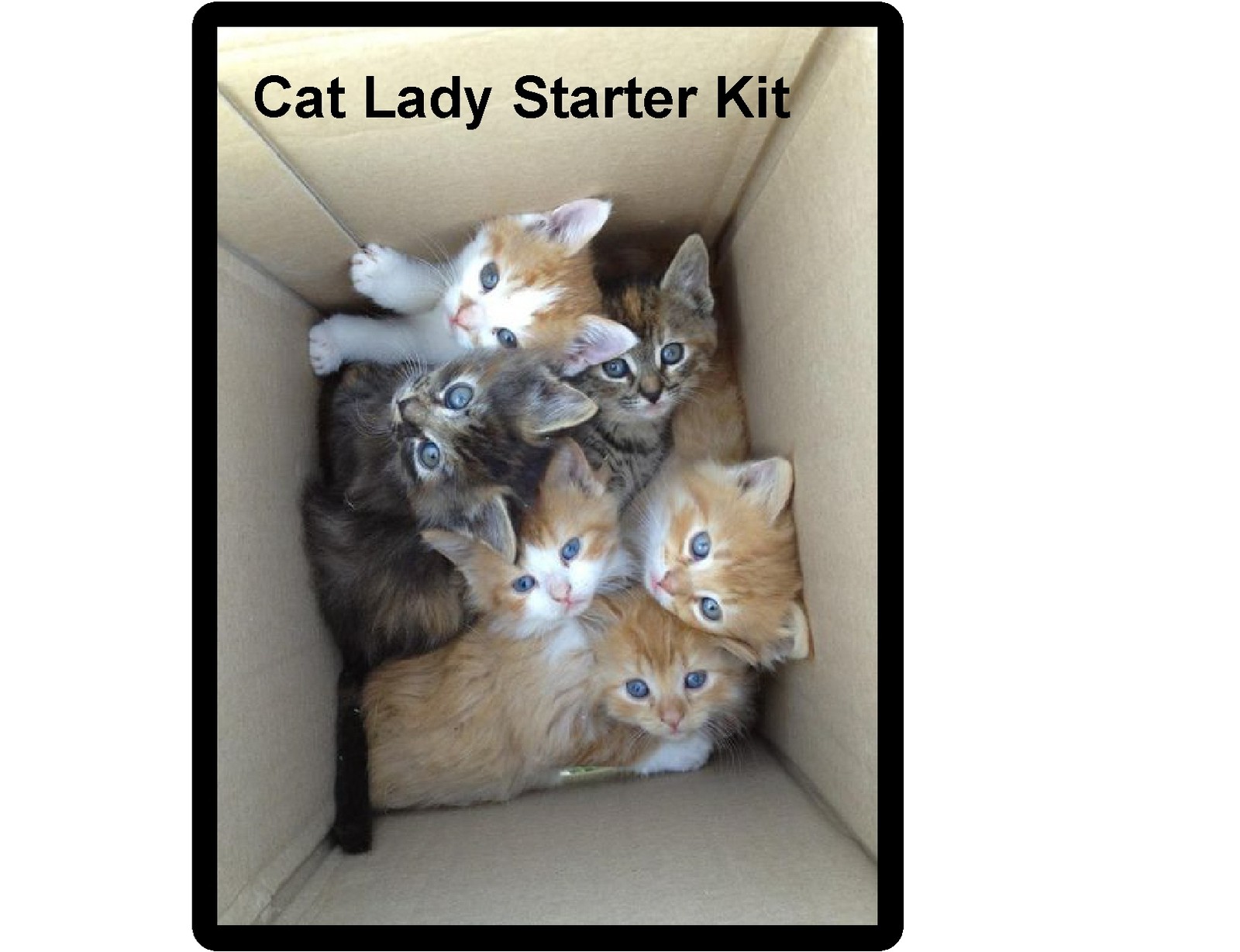 Funny Crazy Cat Lady Starter Kit Refrigerator / File Cabinet Magnet | eBay