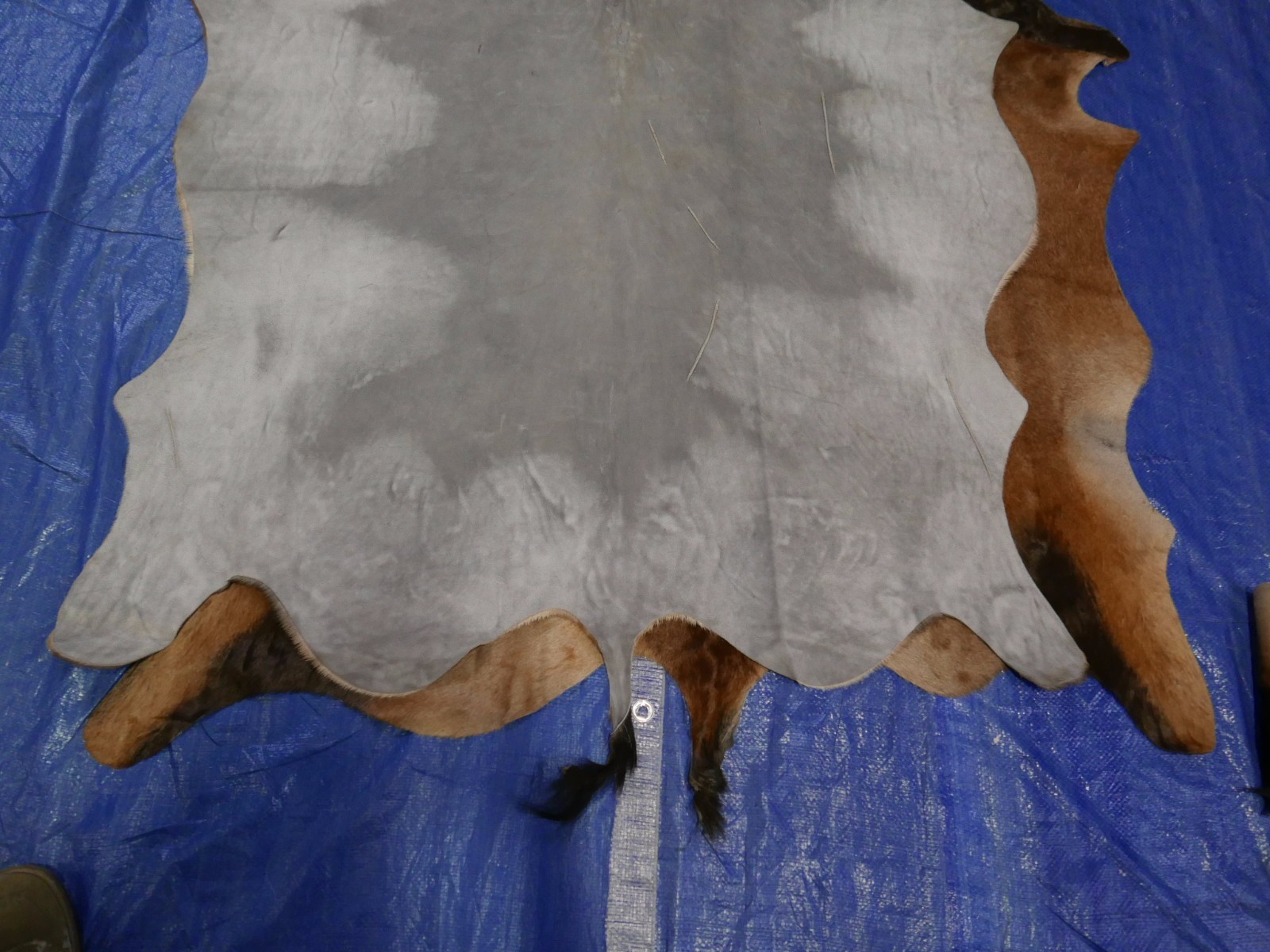 Red Hartebeest skin - African Deer Skin - Deer Hide Rug - Antelope Rug ...