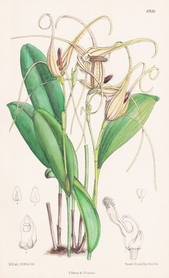 Pleurothallis Insignis Caraccas Orchidee orchid botany lithograph ...