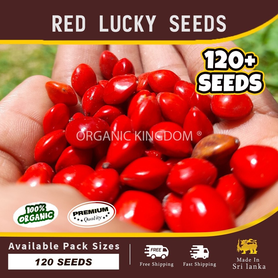 120 Lucky seeds Red Sandalwood Acacia Coral Bead wood saga Adenanthera ...