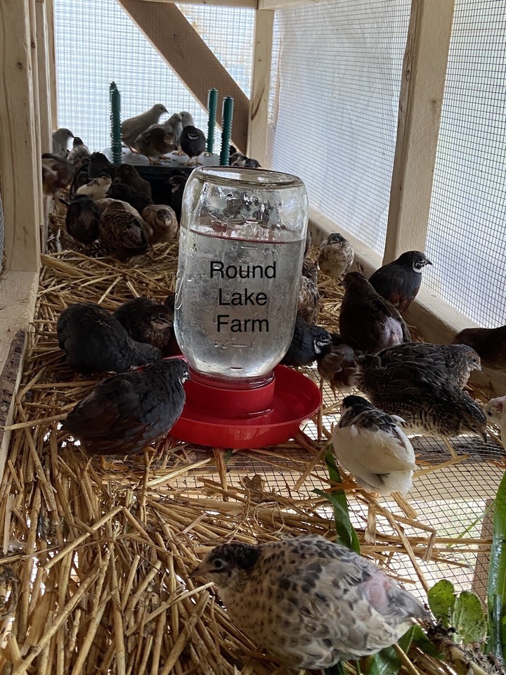 Button Quail Hatching Eggs - 24 - Variety of Colors - Shipped in Foam ...