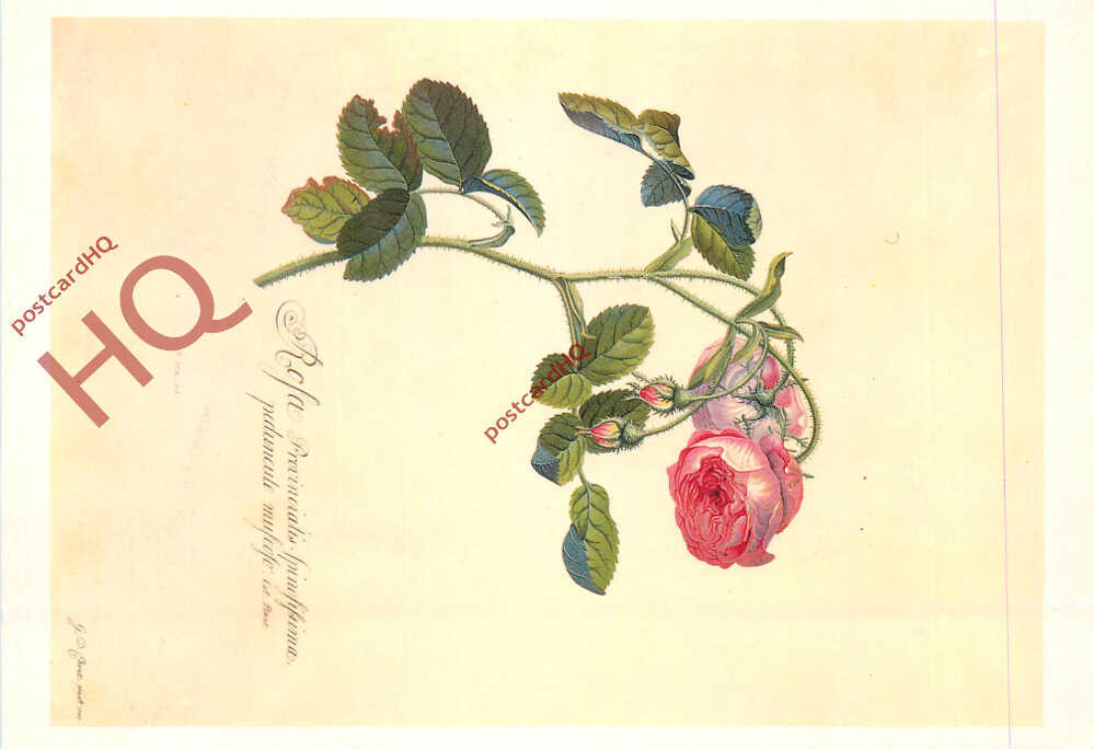 Picture Postcard-:Georg Dionysius Ehret, 'Rosa Provincialis', Rose | eBay