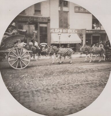 Ringling Bros RBBB Zebra Wagon Milwaukee Parade Circus 1888 - c1940 ...