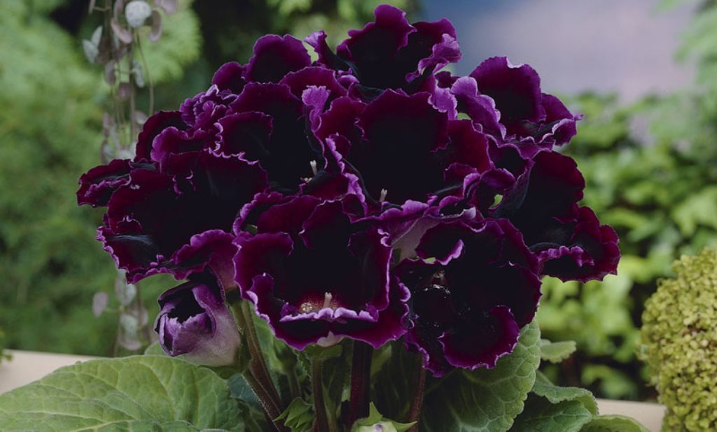 3 GLOXINIA (SINNINGIA) VIOLACEA BLUE/VIOLET TUBEROUS BULBS/CORMS INDOOR ...