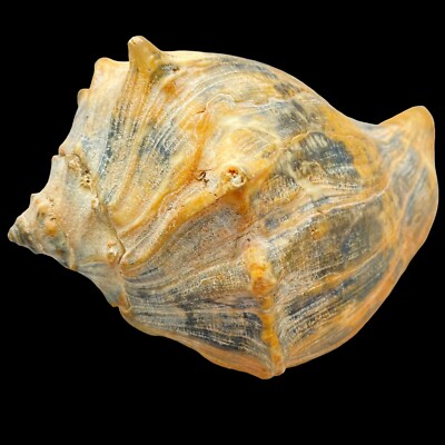 8" Conch Sea Shell Gray Orange Cream Beach Ocean Deco Nautical Large | eBay