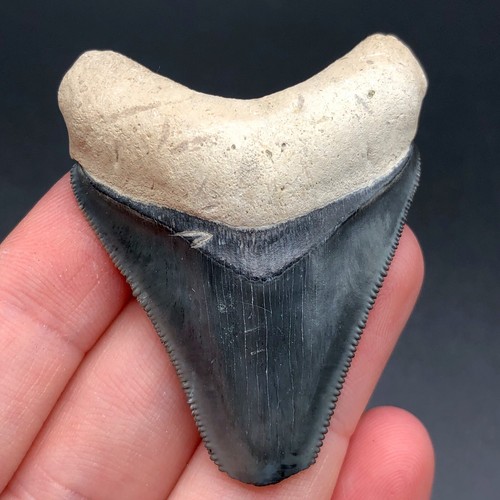 Bite Mark Megalodon Shark Tooth Fossil Sharks Teeth Meg Mako Gem BV FL ...
