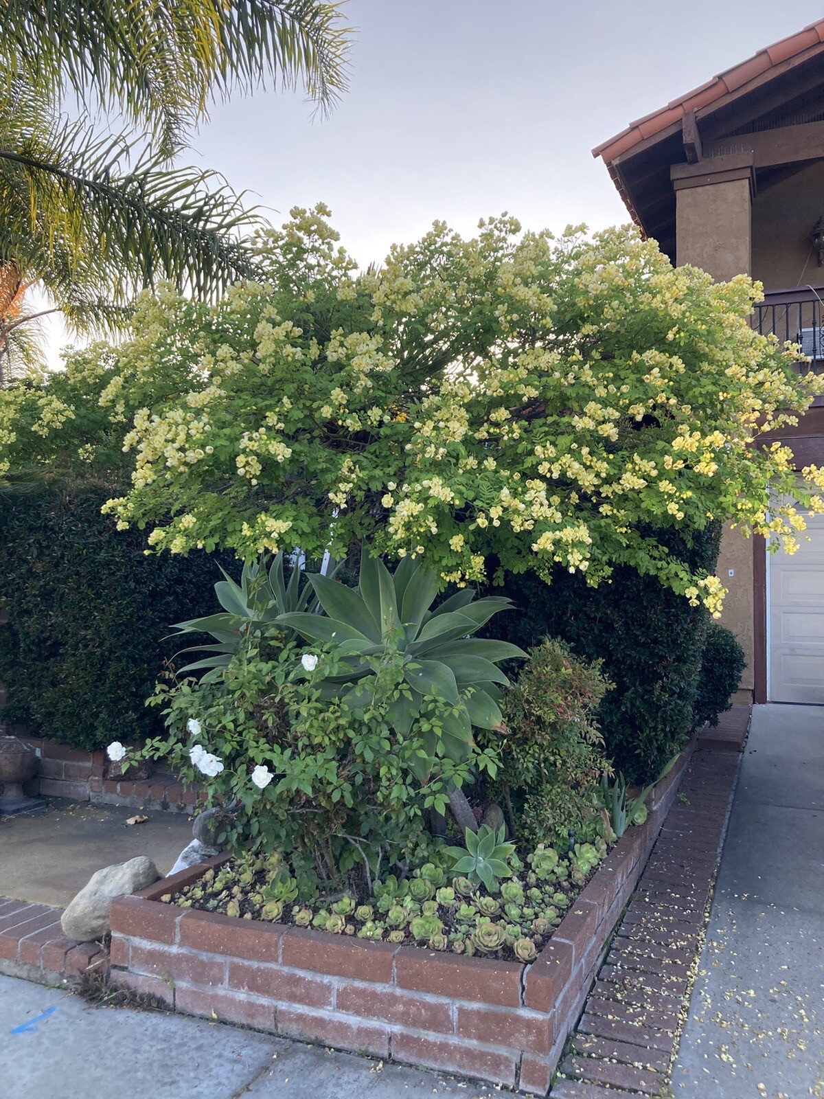 Christmas Senna Cassia Bicapsularis CREAM Flower Butterfly Host ROOTED ...