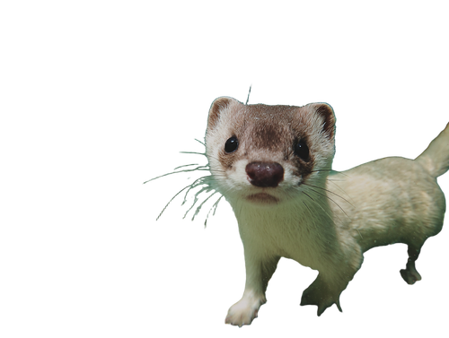 Navy Stoat Swimming Vinyl Car Decal Sticker – Waterproof & UV-Resistant ...