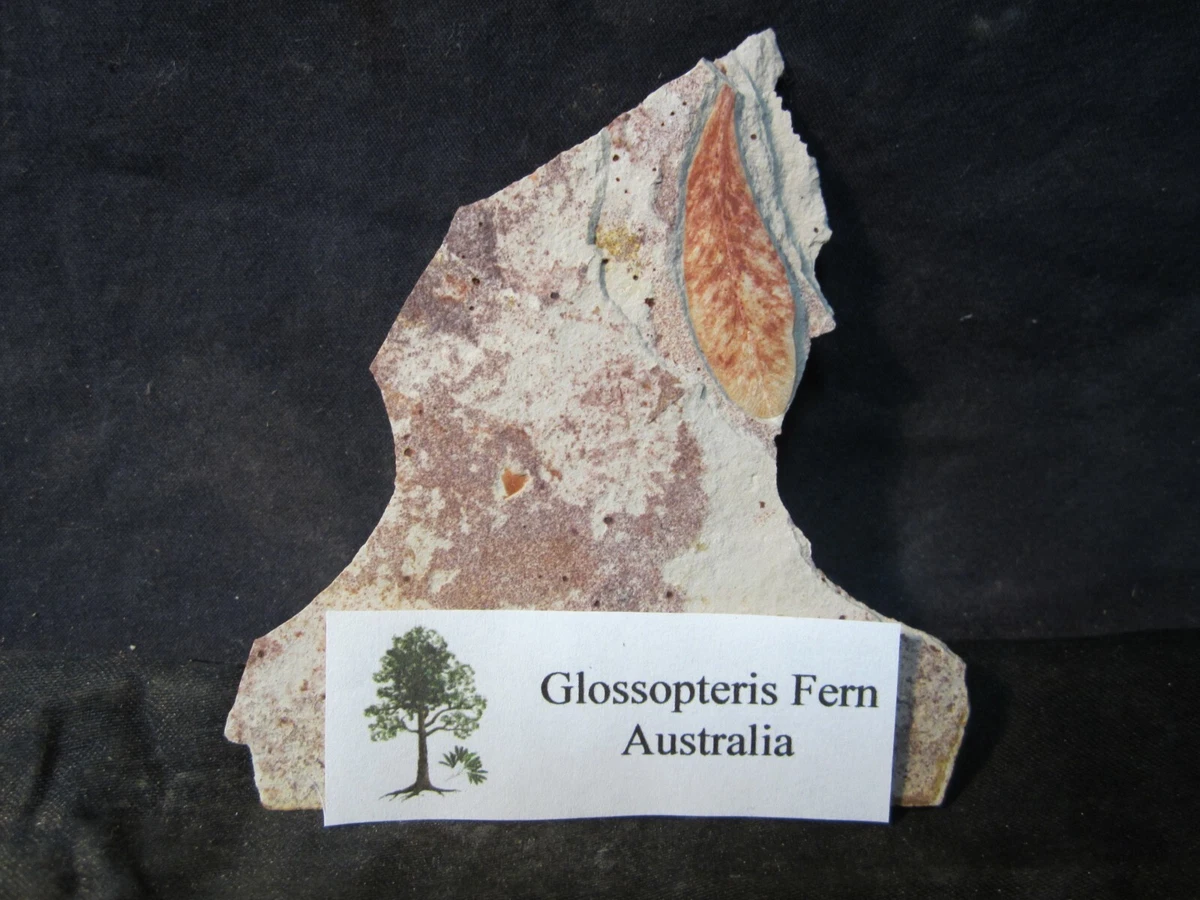 Glossopteris Plant Fossil