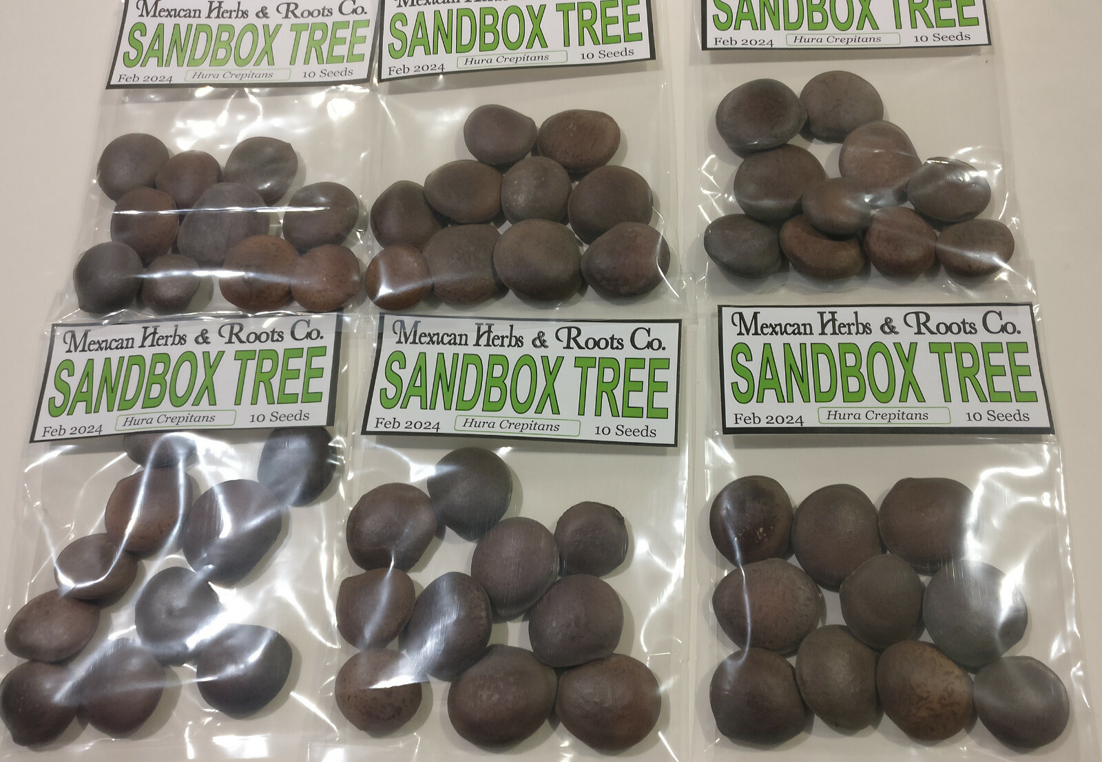 sandbox tree 10 seeds (Hura crepitans, possumwood, jabillo ) | eBay