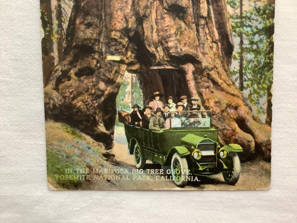 In the Mariposa Big Tree Grove, Yosemite National Park California ...