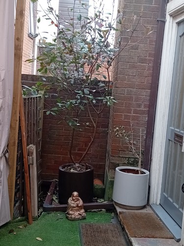 7ft tall Red Robin Photinia Tree Garden Outdoor | eBay UK