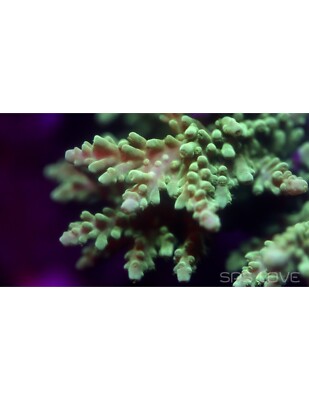 Yellow Green Tort Acro Acropora SPS Live Coral LPS Zoa Zoanthid Paly | eBay
