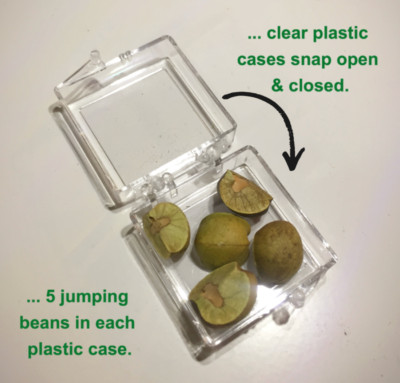 50 MEXICAN JUMPING BEANS - Real Authentic Live Mexican Jumping Beans | eBay