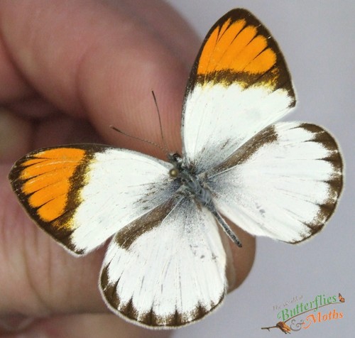 Colotis Evenina Orange Pointe Papillons Ensemble x1 Un- Entomologie ...