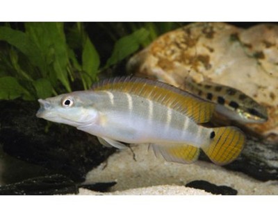 💚 Green Dwarf Pike Cichlid 3" (Crenicichla compressiceps) Fiercely ...