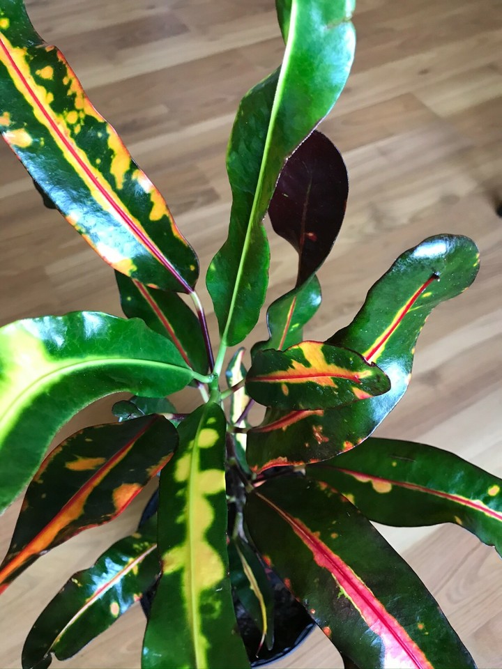 Mammy Croton | Mamey Croton | Live Plant | Outdoor/Indoor | eBay