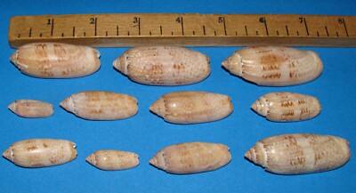 11 LETTERED OLIVE SEA SHELLS BEACH HOUSE DECOR AQUARIUM CRAFTS JEWELRY ...