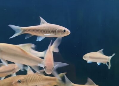 LIVE TROPICAL Fish-Thai Blue Mahseer (Neolissochilus Stracheyi) 5.5 ...