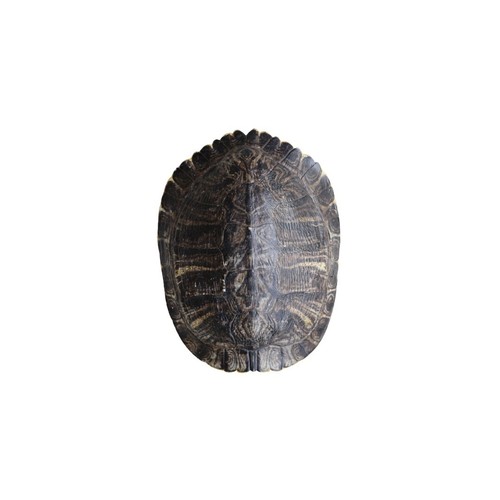 Antique Turtle Shell (Medium) | eBay