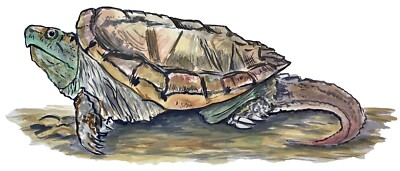 Snapping Turtle High Quality Decal Sticker Car Truck Cooler Laptop Golf ...