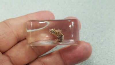 Vintage Bug in Ice Cube Party Prank Bar Joke Funny Gag Insect Bee | eBay