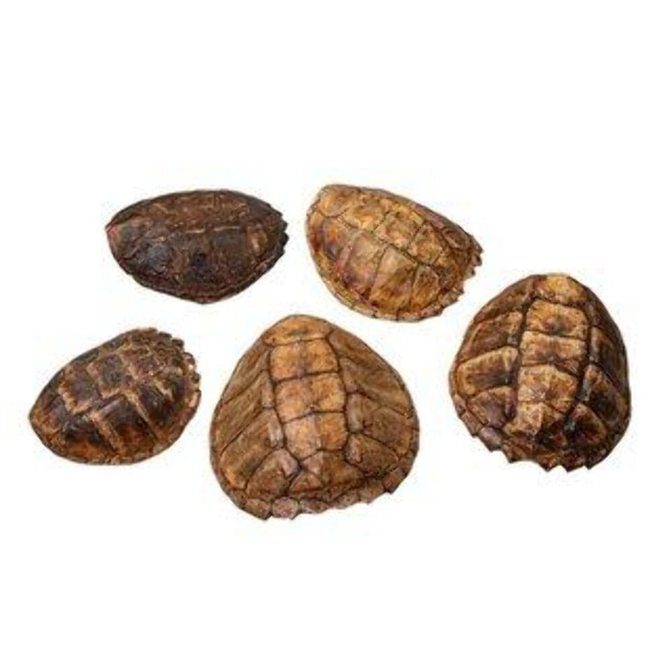 Real Snapping Turtle Shell | eBay