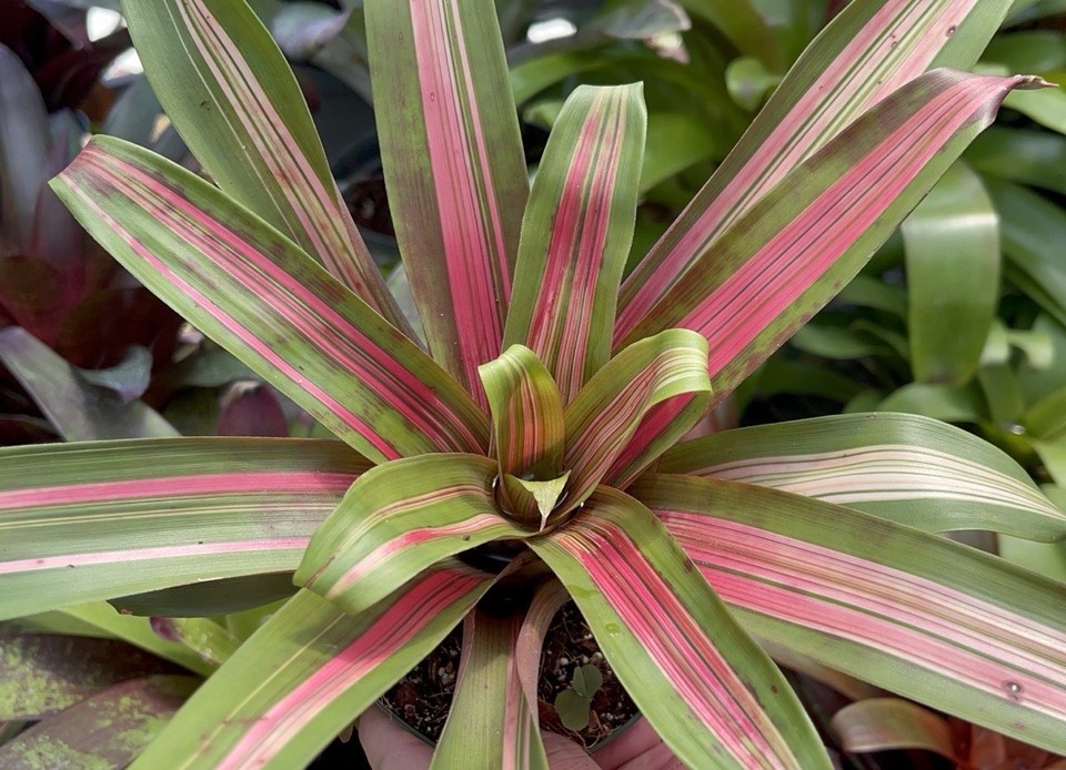 Bromeliad Guzmania sanguinea 'Tricolor' *Bromeliad Collection* | eBay