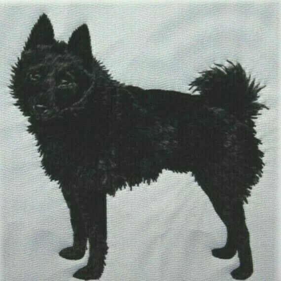 White Schipperke Puppies