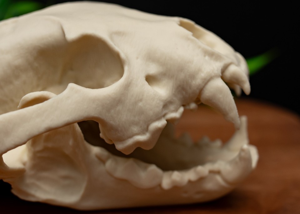Lifesize Wolverine Skull Realistic Replica Model | Museum-Grade ...