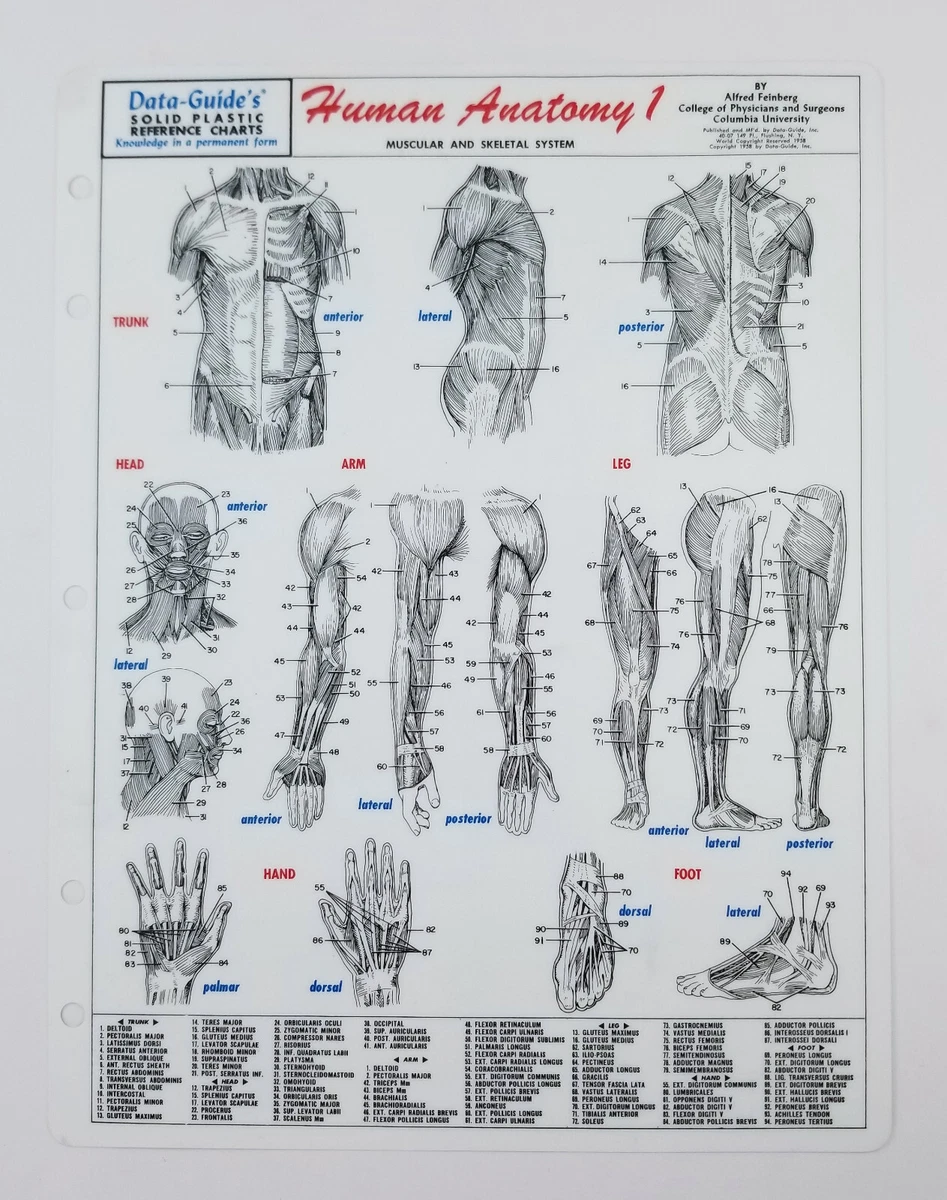 Human Reference Sheet