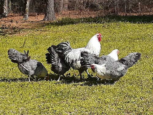 Buy 8 Silver Deathlayer Hatching Eggs German Westfalische Totleger Pure ...