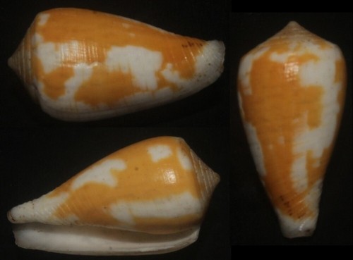 Tonyshells Seashells Conus robini SUPERB 23mm F+++/gem, superb pattern and color | eBay