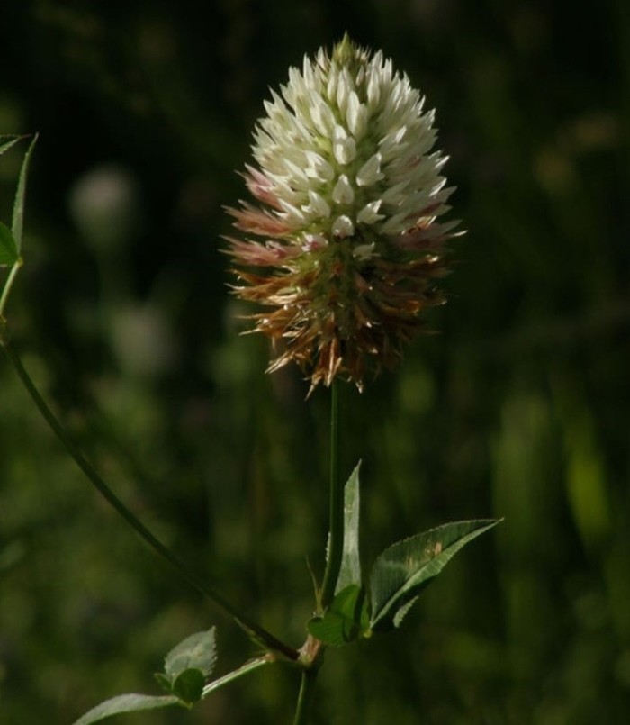 Yuchi Arrowleaf Clover Seed - Bee Wildlife Feed Forage INOC Seeds (½oz ...