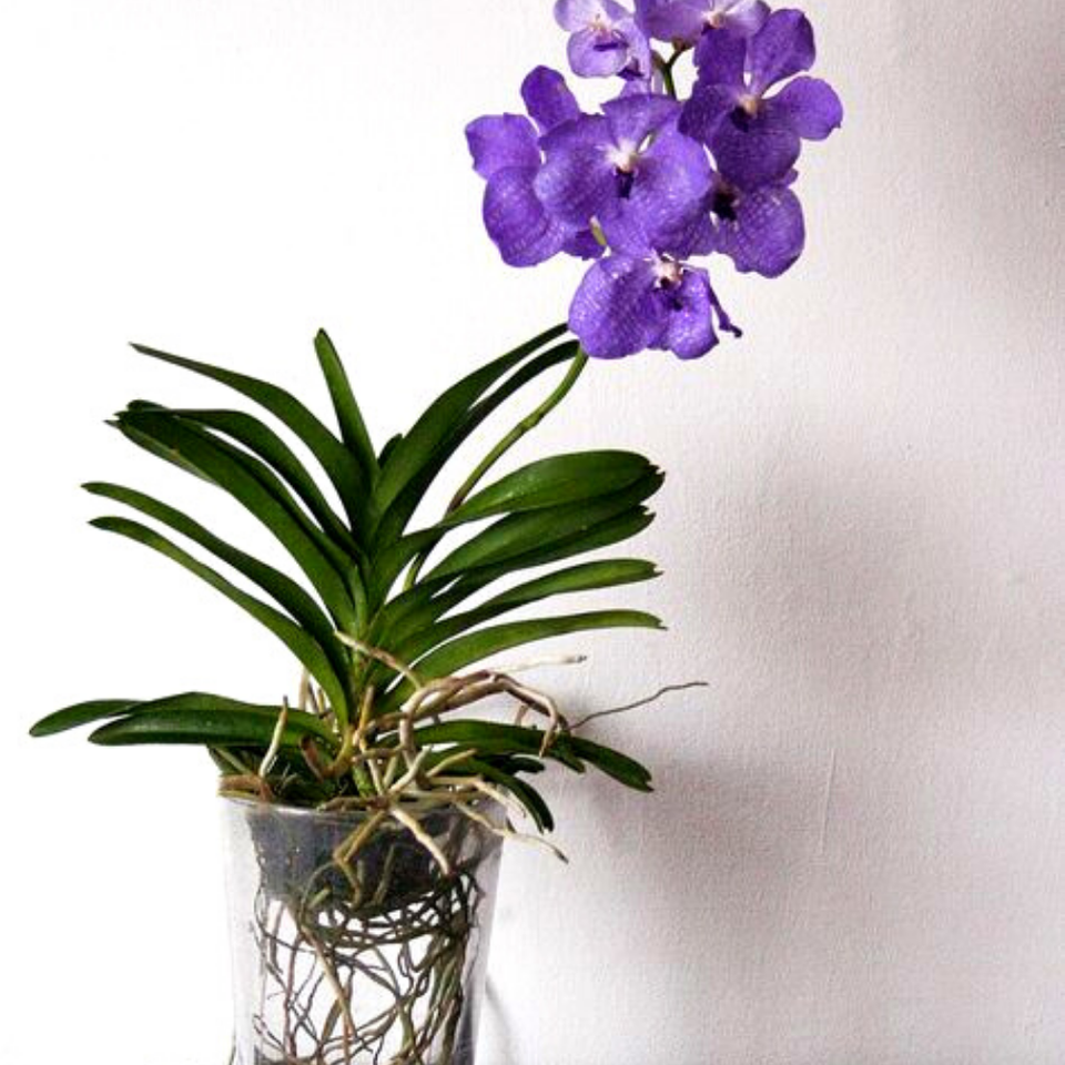 Vanda Pots Plastic Floating Flower Garden Orchid Wall Indoor Plants ...