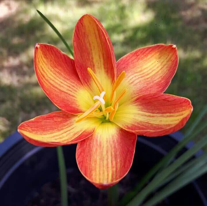 Rain Lily Bulb🥼Zephyranthes 'Dr.Tan Chiang Soo'🥼Rainflower Lily ...