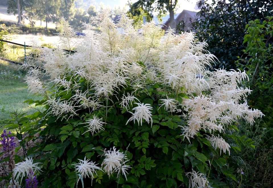 50 WHITE GOATS BEARD (like Astilbe) Aruncus Dioicus Flower Seeds | eBay