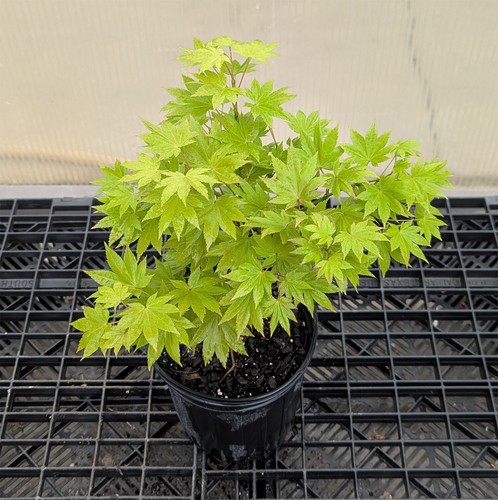 Acer shirasawanum 'Blue Moon'. 1-Gallon | eBay
