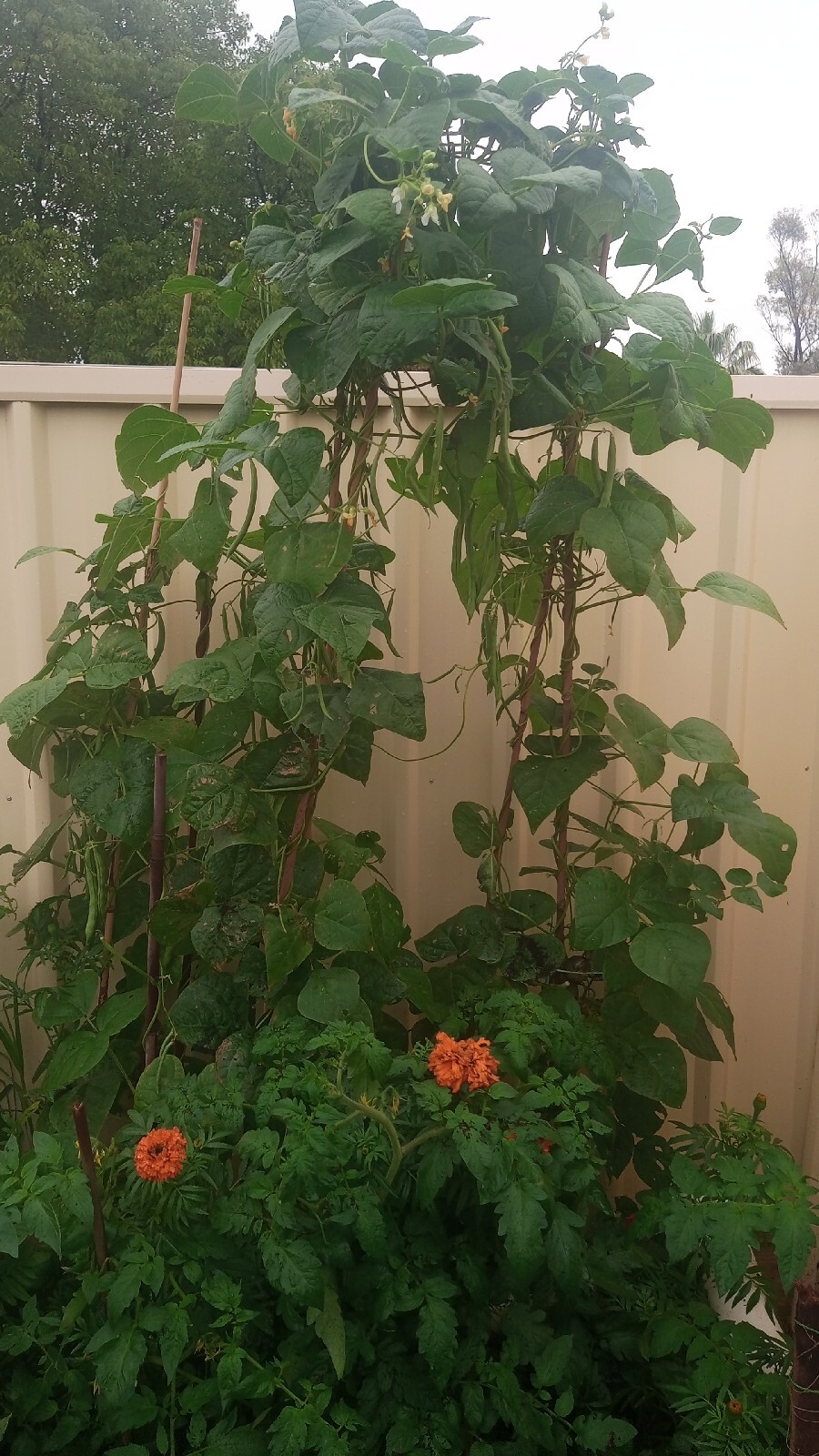 LIMA BEANS SEEDS Vegetable Garden Madagascar Bean Sieva Bean 100 ...