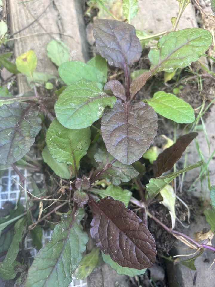 Ajuga Reptans Perennial Ground Cover 25 Live Plants. Shipped Bare Roots ...