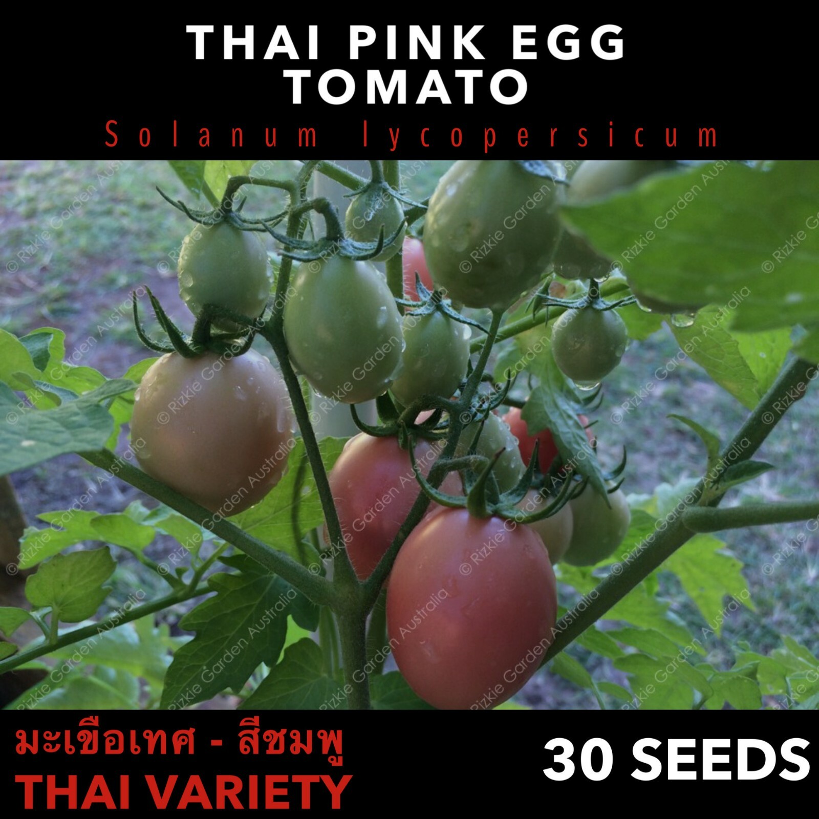 Thai Pink Egg Tomato, Solanum lycopersicum, Vegetable Seeds x 30 Seeds ...