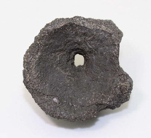 Fisch, Strepsodus sauroides, Karbon, Newham, Northumberland, UK -eb8950 ...