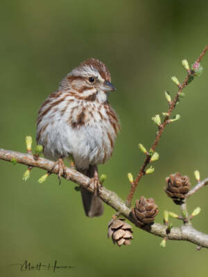 Song Sparrow on Tamarack by Matthew Huras Fine Art Print Wildlife Bird ...