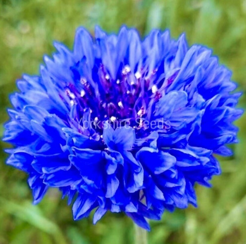 Cornflower Centaurea Blue Boy - 50 Seeds - Large Double Annual Flower ...