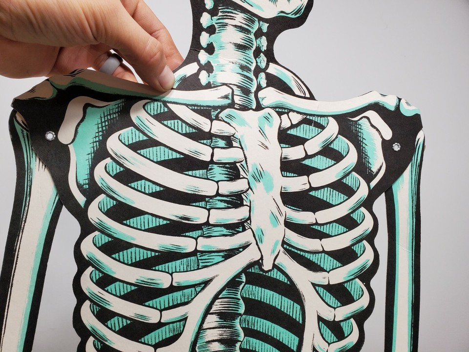 VINTAGE BEISTLE CREATION LIFE SIZE 55 INCH JOINTED SKELETON NRFP ...