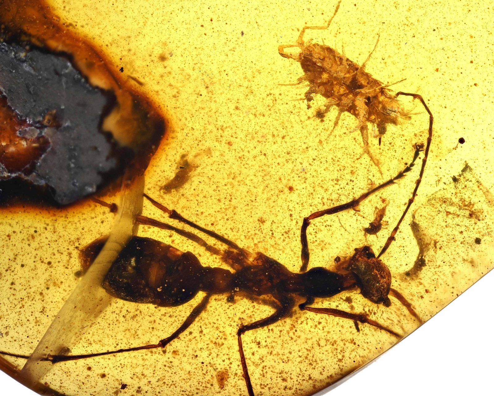 Extinct Sphecomyrma Ant with Crustacean, Fossil inclusion in Burmese ...