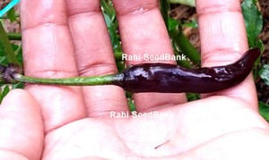 Indian Black Chilli - A Rare, Super Hot & Spicy Yummy Chilli Variety ...